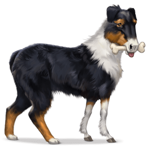 Australian shepherd, Wild horse Australian shepherd #9320887 - Howrse
